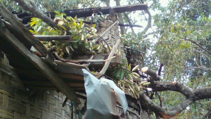 Pohon Durian Tumbang Timpa Rumah Warga Gajahrejo-Purwodadi - WartaBromo Pohon Durian Tumbang Timpa Rumah Warga Gajahrejo-Purwodadi - WartaBromo