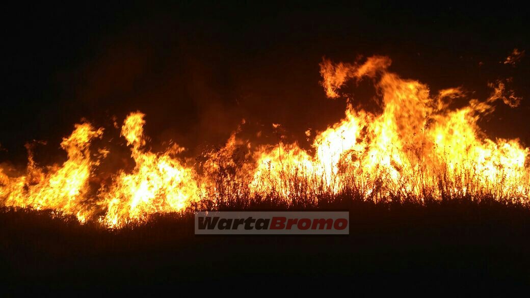 Kebakaran Gunung Bromo Capai 80 Hektar - WartaBromo Kebakaran Gunung Bromo Capai 80 Hektar - WartaBromo