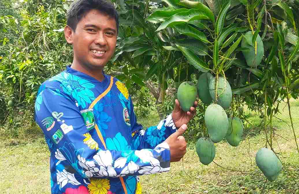 Cerita Petani : Mangga Alpukat Mulai Panen, Sekilo Rp 35 Ribu - WartaBromo