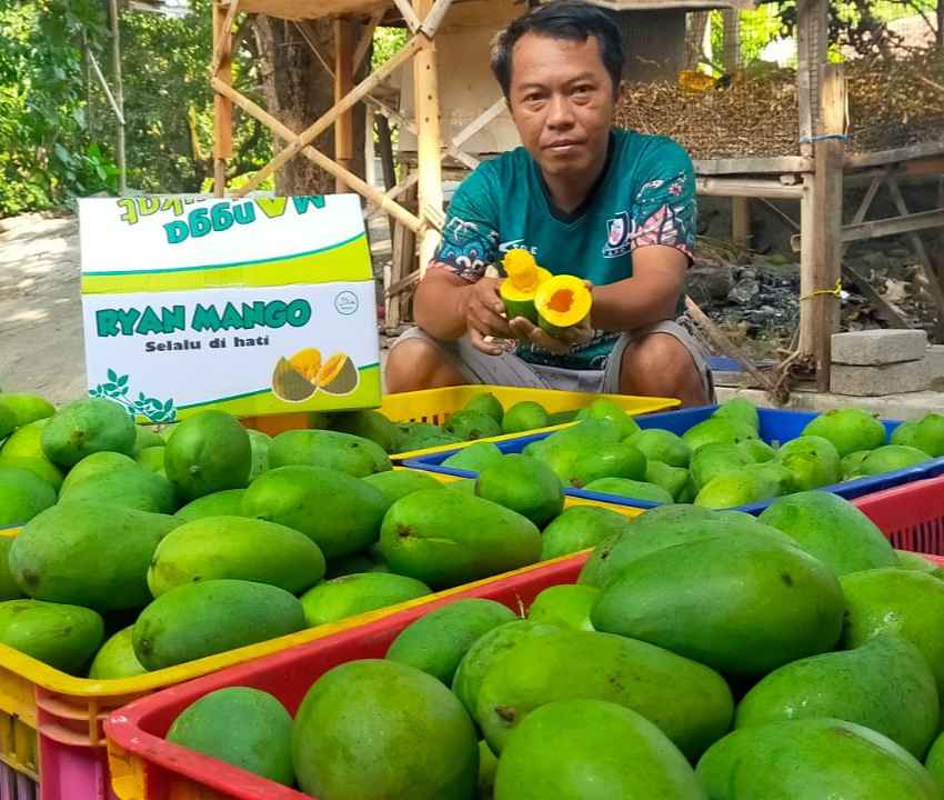Mangga Alpukat di Rembang Pasuruan Mulai Panen, Harga Grade A Rp 50 ...