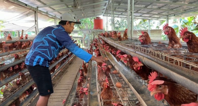 Harga Telur Anjlok, Pakan Melambung, Peternak Ayam Petelur di Pasuruan ...