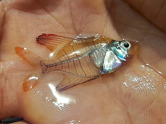 Ikan Kaca Papua Bisa Dimakan atau Tidak? Begini Faktanya - WartaBromo