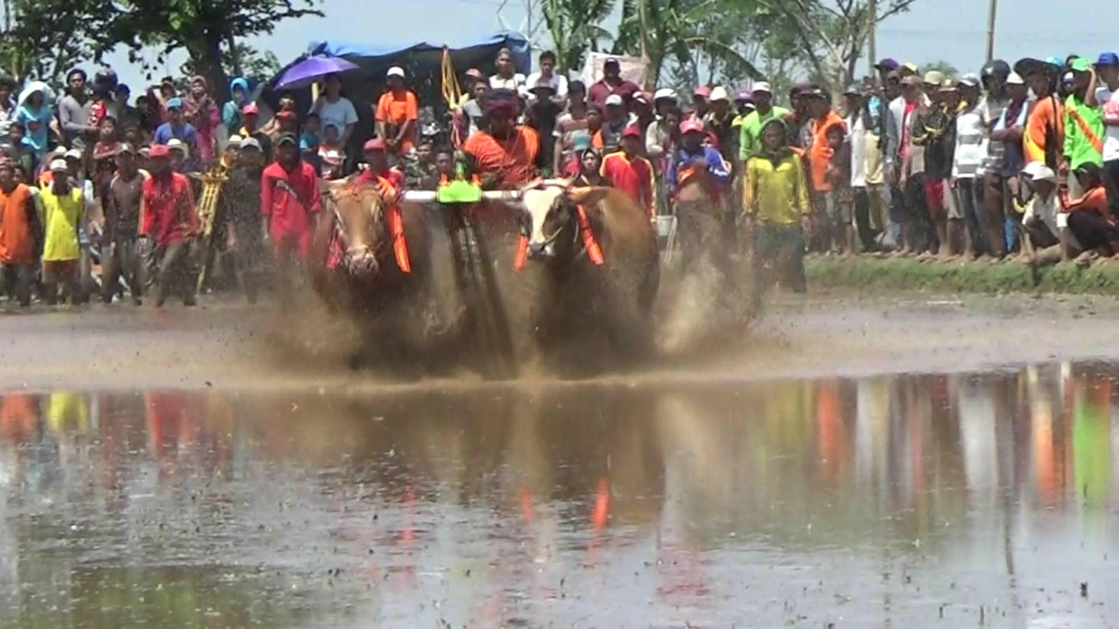 Melihat Karapan Sapi Brujul Probolinggo - WartaBromo