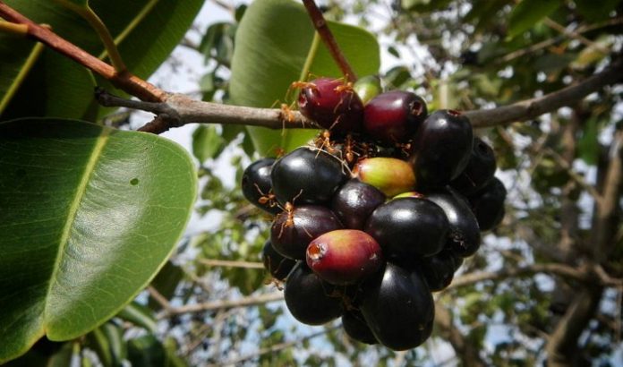 Duduk Manis "Menikmati Juwet" di Kebun Raya Purwodadi - WartaBromo