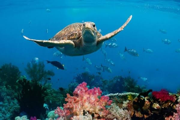 Yuk Kenali Lapisan Zona Kedalaman Laut dan Ragam Biota di Dalamnya ...