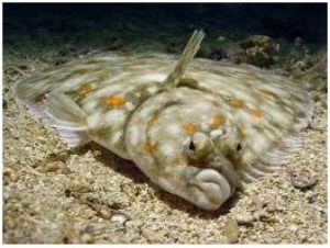 Disebut Sisa Ikan yang Dimakan Nabi Musa, Ternyata Ini Fakta "Ikan ...