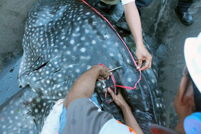 Sudah Bentuk Tim ‘Gemuk’ PLTU Paiton Gagal Selamatkan Hiu - WartaBromo
