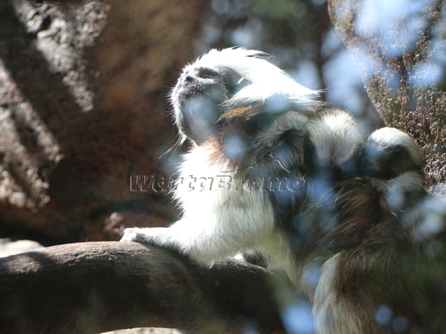 Primata Kecil Khas Amerika Selatan Koleksi TSI Prigen Lahirkan Bayi ...