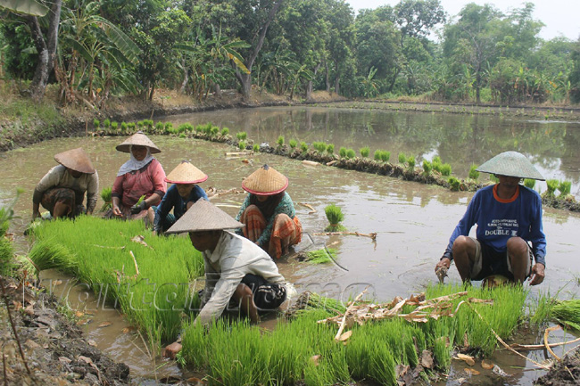 Musim Tanam Datang, Petani Khawatirkan Pupuk - WartaBromo